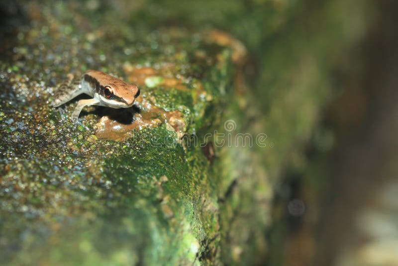 Yellow stream frog stock photo. Image of sylvirana, yellow - 117497904