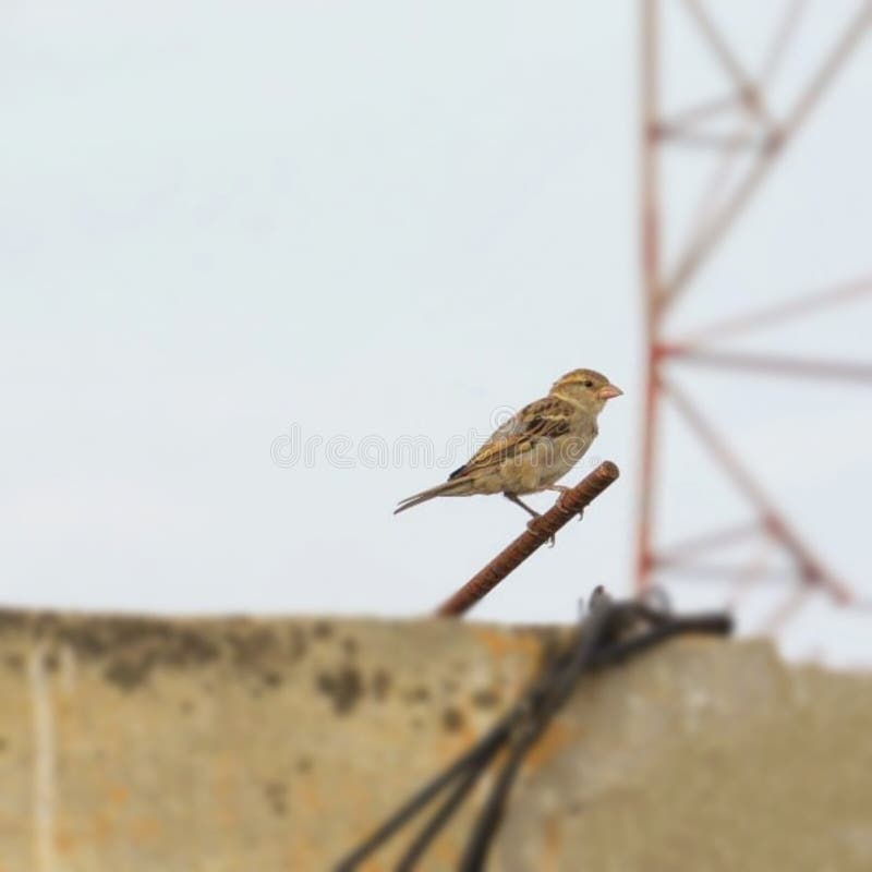 Yellow Street Bird Landed on Rod Stock Image - Image of yellow, landed ...