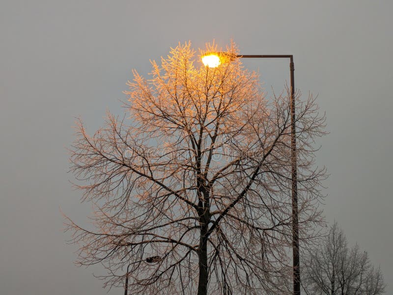 Yellow Street Lights Flashing between the Trees. Stock Image - Image of ...
