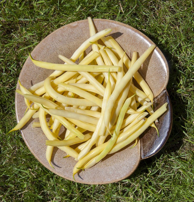 Legumes on a grass field stock image. Image of organic - 18271291