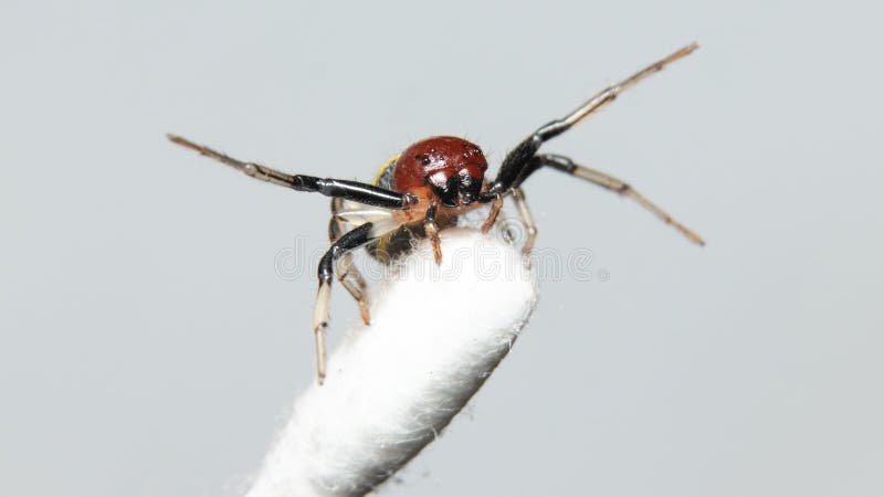 Yellow stripe Crab Spider stock photo. Image of wild - 210795348