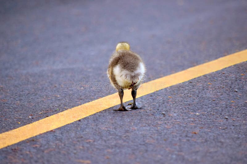 Canada Goose Yellow Stripe Gosling 03 Stock Photo - Image of stripe ...