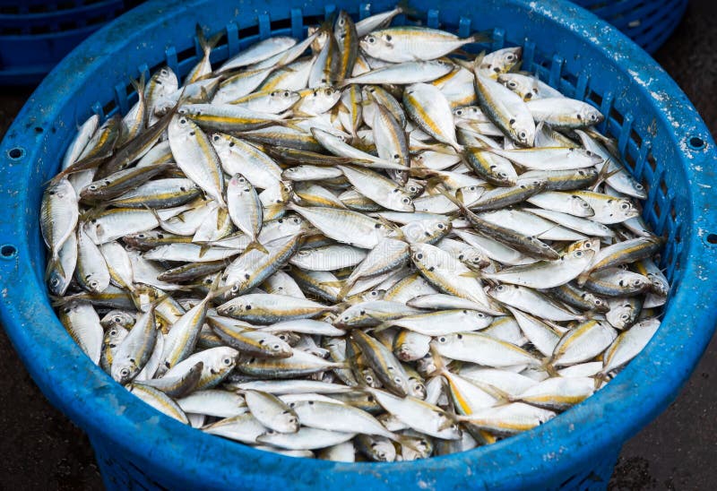 Yellow-stripe scad fish. stock photo. Image of food - 124393334