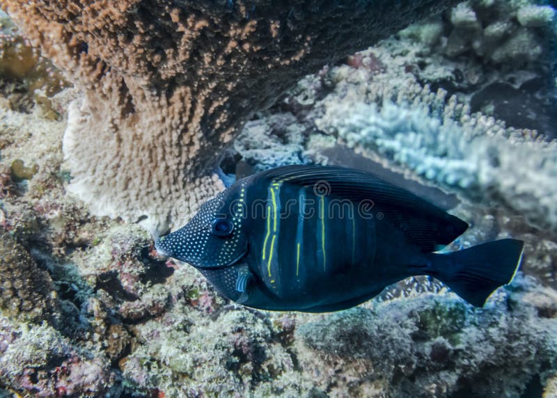 Yellow Stripe Tang Fish among Corals at the Bottom of the Indian Ocean ...