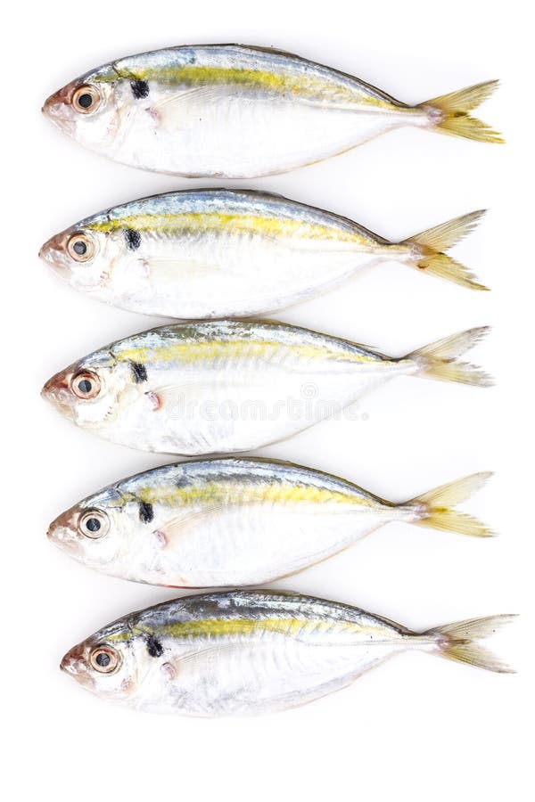 The Yellow Stripe Trevally Fish Stock Photo - Image of fishery, head ...