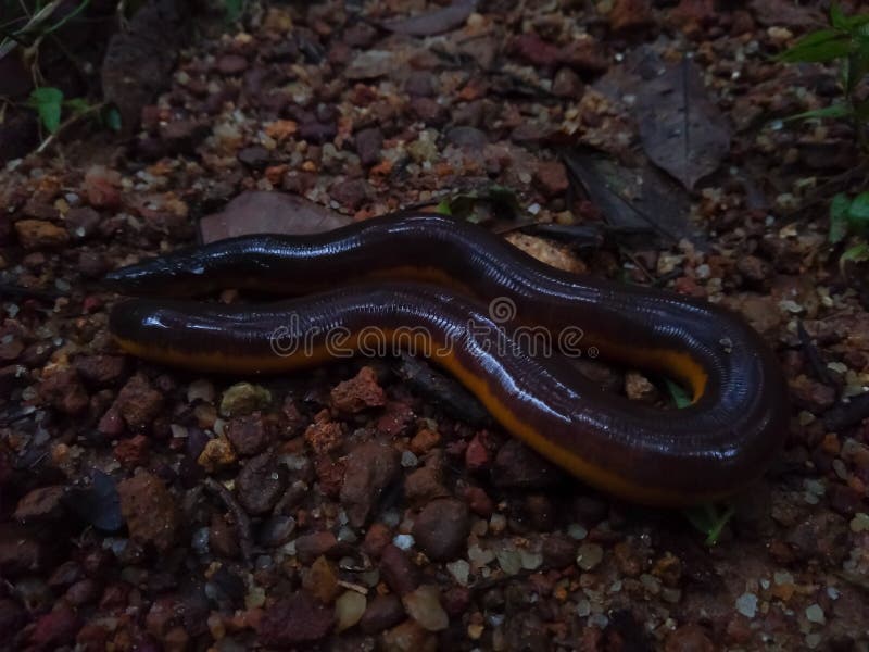 Ichthyophis Stock Photos - Free & Royalty-Free Stock Photos from Dreamstime