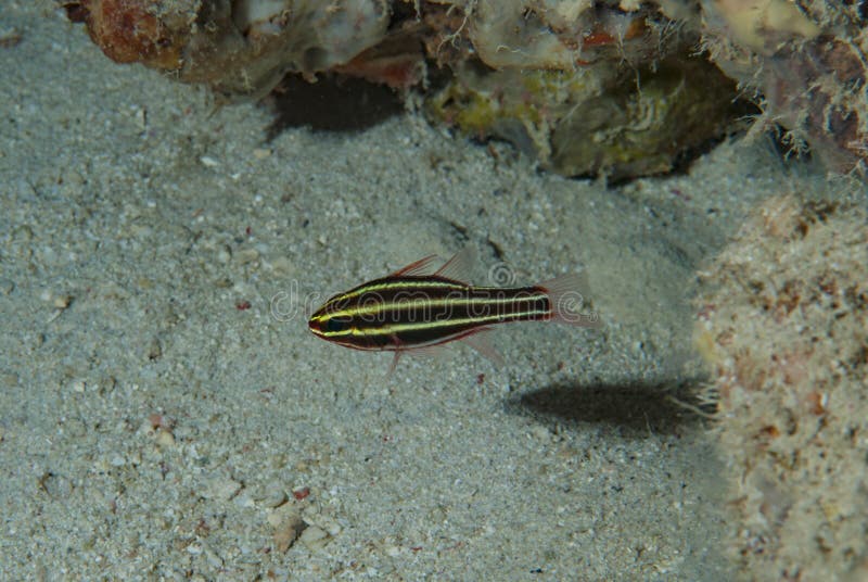 Yellow-striped Cardinalfish Apogon Sp 8 Stock Image - Image of ...