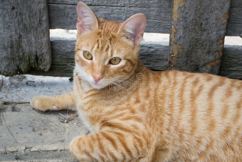 Yellow striped cat stock photo. Image of striped, eyes - 86551548