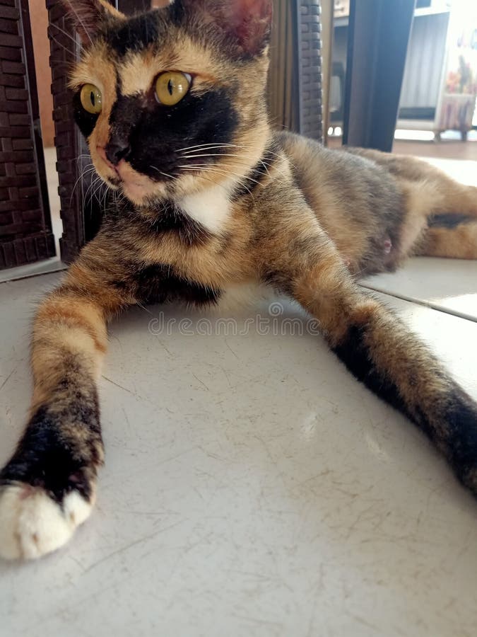 A Yellow Striped Cat Under a Restaurant Table Stock Image - Image of ...