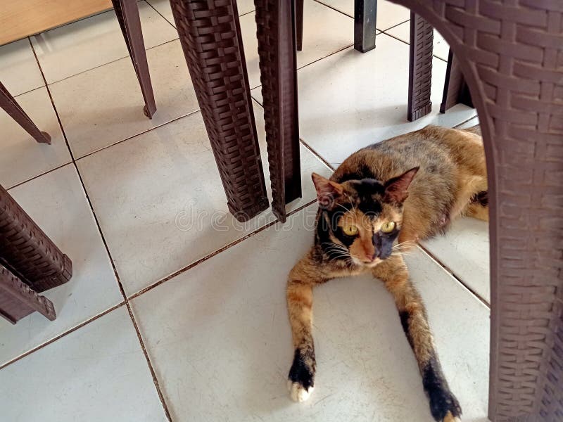 A Yellow Striped Cat Under a Restaurant Table Stock Photo - Image of ...