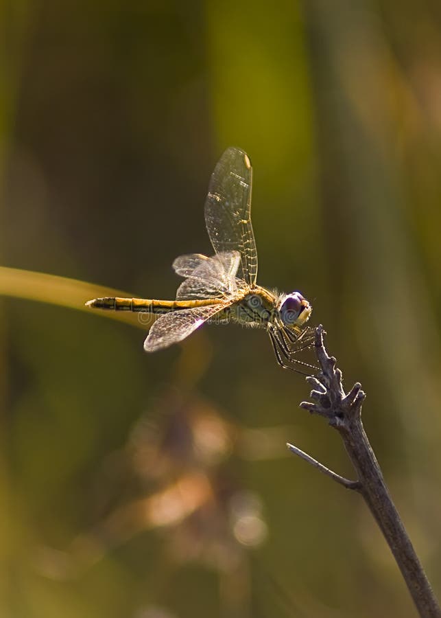 Yellow Striped Hunter Dragonfly on a Twig Stock Photo - Image of lake ...