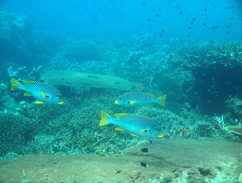 Yellow Striped Sweetlips in Sipadan Stock Image - Image of life, borneo ...