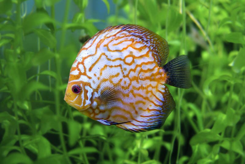 Blue discus fish pair stock photo. Image of american - 18351928