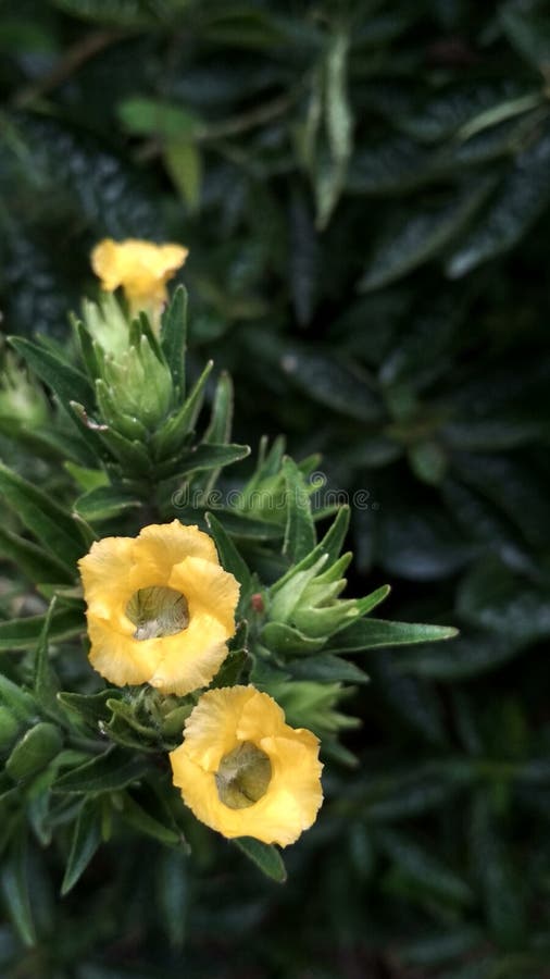 Yellow Strobilanthes Crispus Flowers. Stock Image - Image of crispus ...