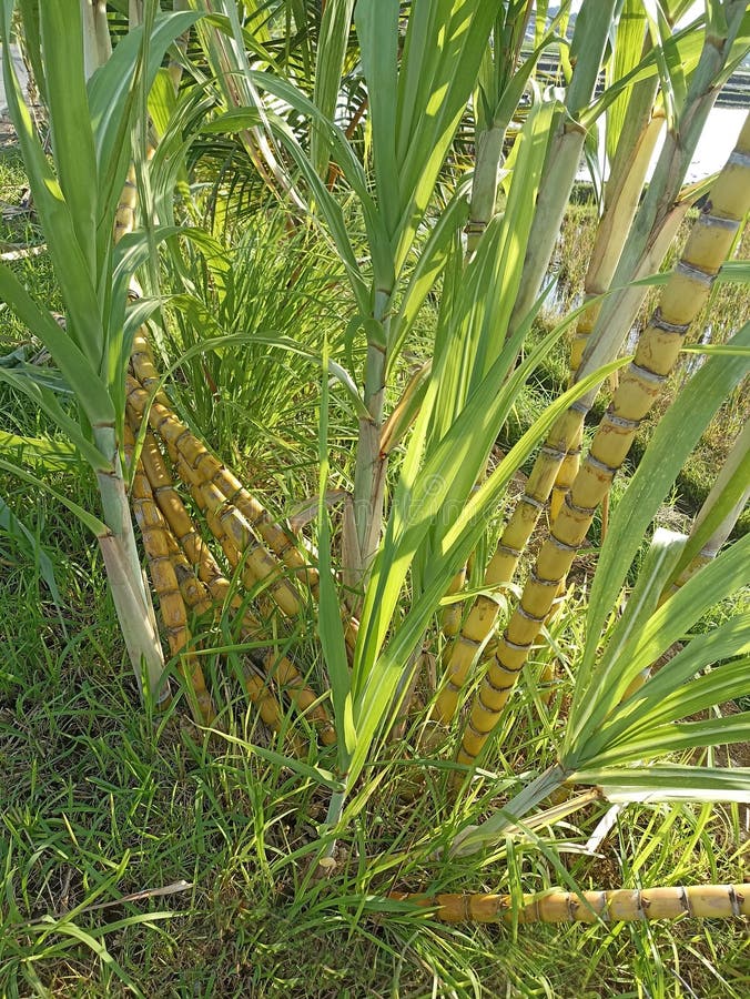 Yellow Sugar Cane Trees. Fresh Sugar Cane Tree Growth in the Field ...