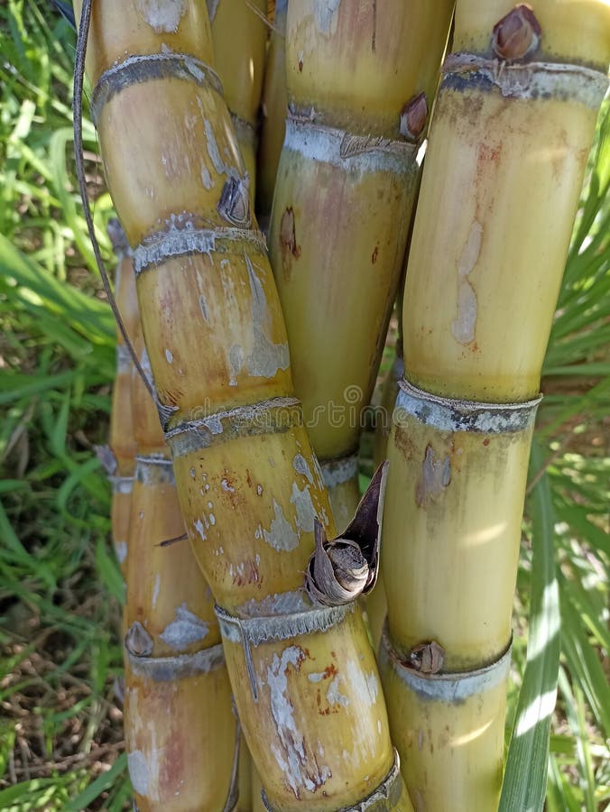 Yellow Sugar Cane Trees. Fresh Sugar Cane Tree Growth in the Field ...