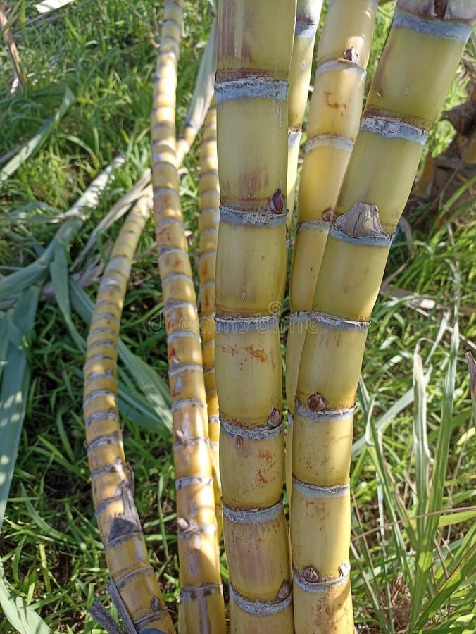 Yellow Sugar Cane Trees. Fresh Sugar Cane Tree Growth in the Field ...