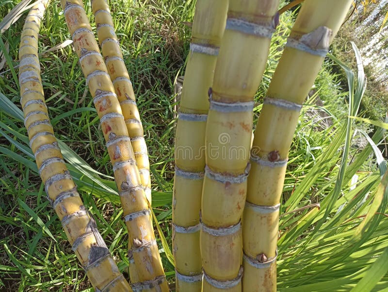 Yellow Sugar Cane Trees. Fresh Sugar Cane Tree Growth in the Field ...