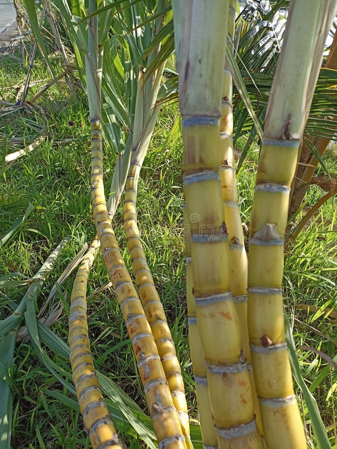 Yellow Sugar Cane Trees. Fresh Sugar Cane Tree Growth in the Field ...