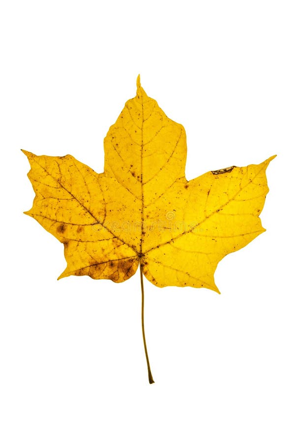 Sugar Maple Leaf Isolated stock image. Image of background - 39634015