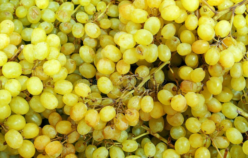 Sultana grapes stock image. Image of location, hypervision - 87900645