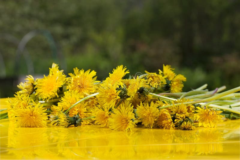 Yellow summer stock photo. Image of background, flowers - 5346890