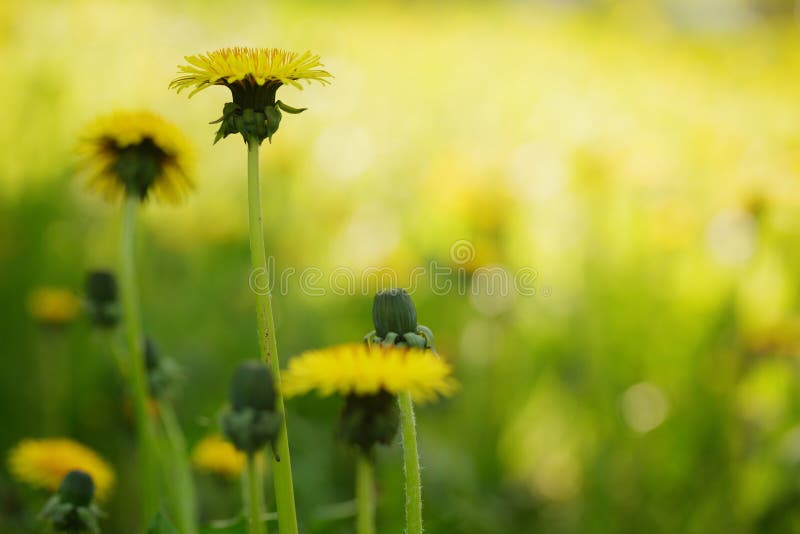 Yellow Summer Dandelion Flowers Stock Image - Image of green, land ...
