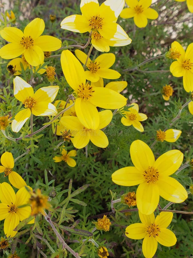 Yellow summer flower stock image. Image of yellow, bloom - 135631495