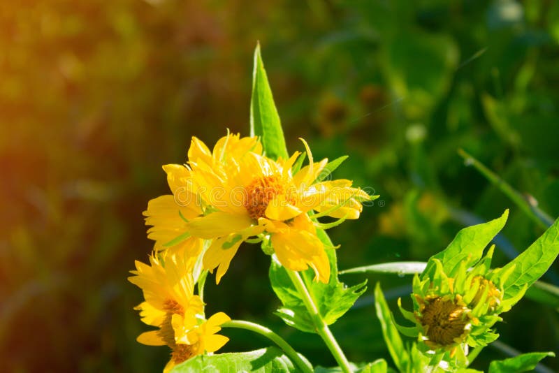 Yellow summer flower stock photo. Image of plant, summer - 59077450