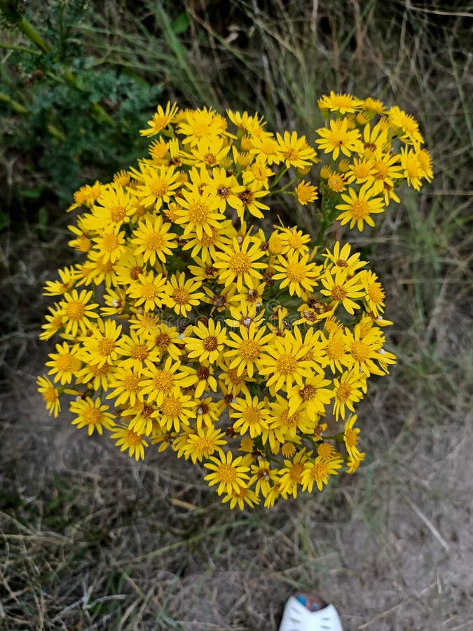 Yellow summer flowers stock image. Image of stop, leak - 191987763
