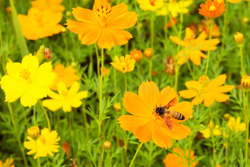 Yellow summer flowers stock photo. Image of field, holiday - 44532214