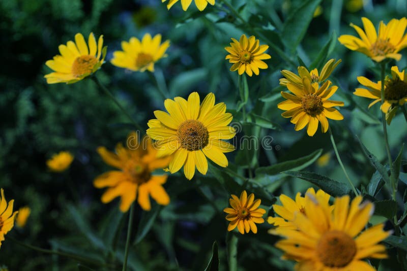 Yellow Summer Flowers.delicate Yellow Flowers Stock Photo - Image of ...