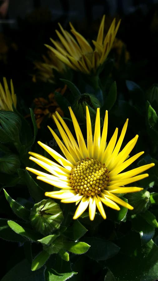 Yellow sun burst stock image. Image of yellow, flower - 92607453