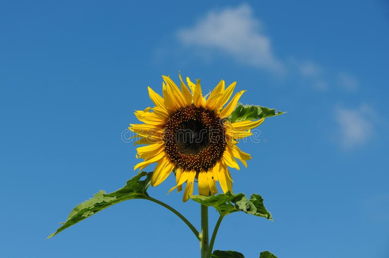 Yellow Sun Flower with Blue Sky Stock Image - Image of bright, blue ...
