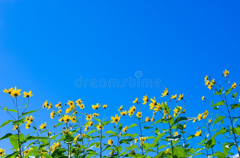 Yellow Sun Flowers Over Blue Sky Background Stock Photo - Image of ...