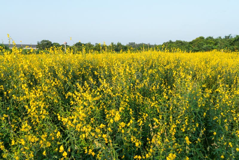 Yellow Sun Hemp Field Under Blue Sky Stock Image - Image of beautiful ...