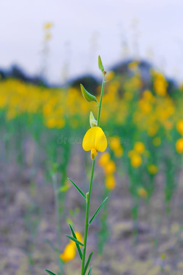 Yellow Sun Hemp Flower Field Stock Image - Image of indian, colorful ...