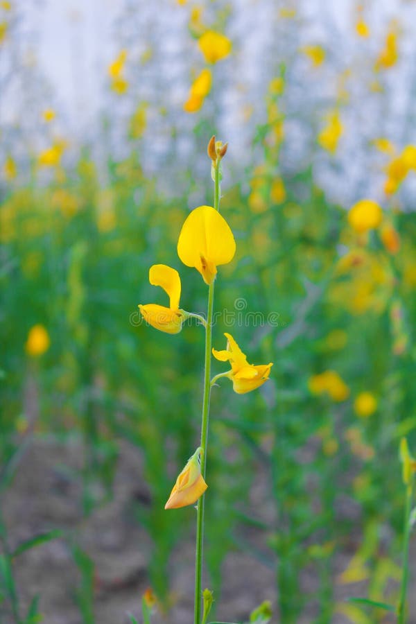 Yellow Sun Hemp Flower Field Stock Photo - Image of hemp, magnificent ...