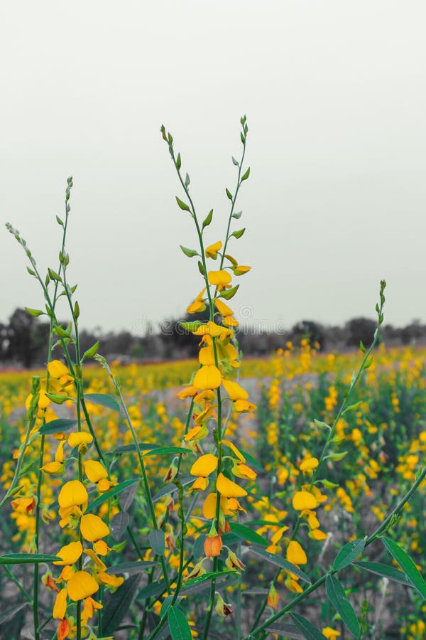 Yellow Sun Hemp Flower Field Stock Photo - Image of indian, plantation ...