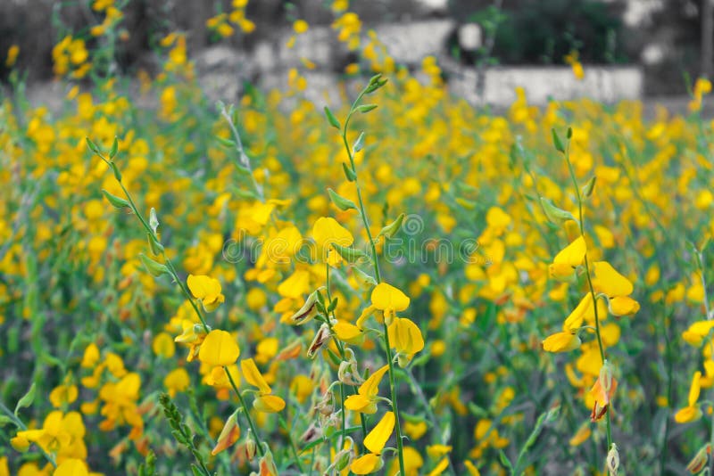 Yellow Sun Hemp Flower Field Stock Photo - Image of fresh, agriculture ...
