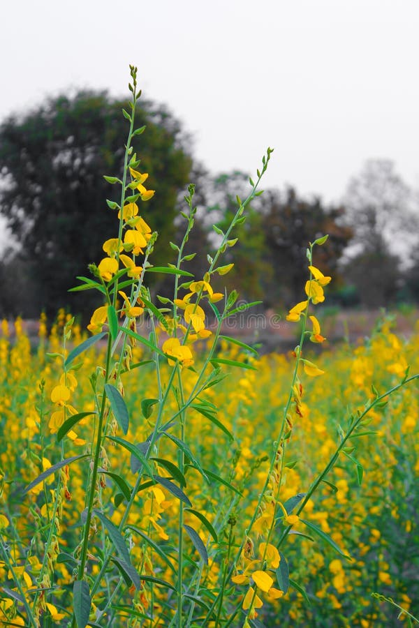 Yellow Sun Hemp Flower Field Stock Photo - Image of farmer, bloom: 87499460