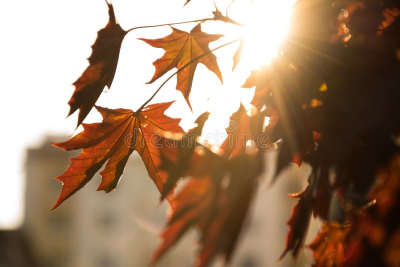 Yellow Sun Tree Macro Autumn Leaf Orange Stock Image - Image of tree ...