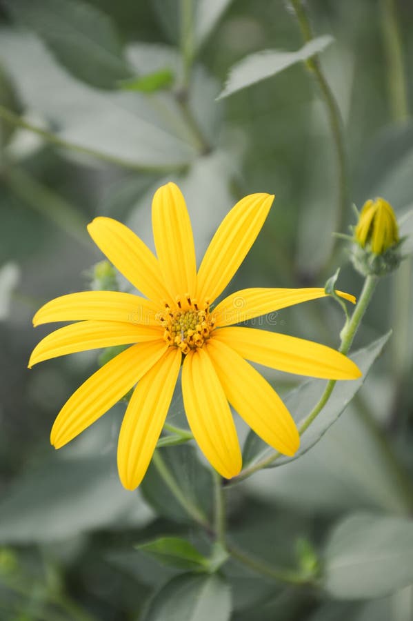 Yellow Sunchoke Flower in Garden Stock Image - Image of jerusalem ...