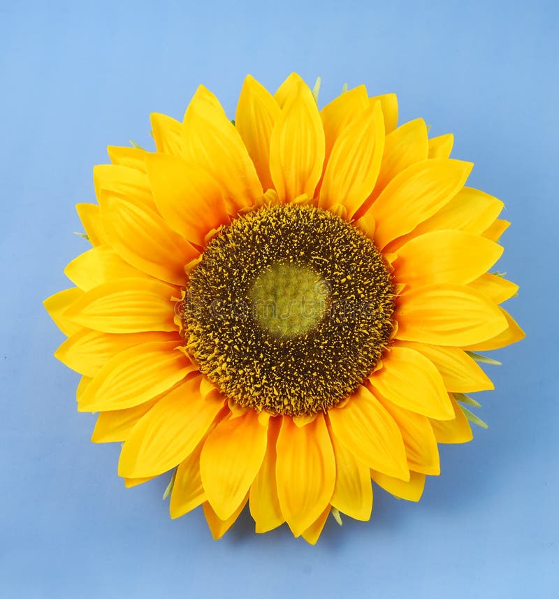 Yellow Sunflower Bouquet On Grey Background, Autumn Concept Stock Photo ...