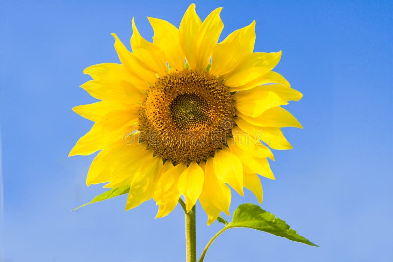 Yellow sunflower stock image. Image of field, garden - 11080329