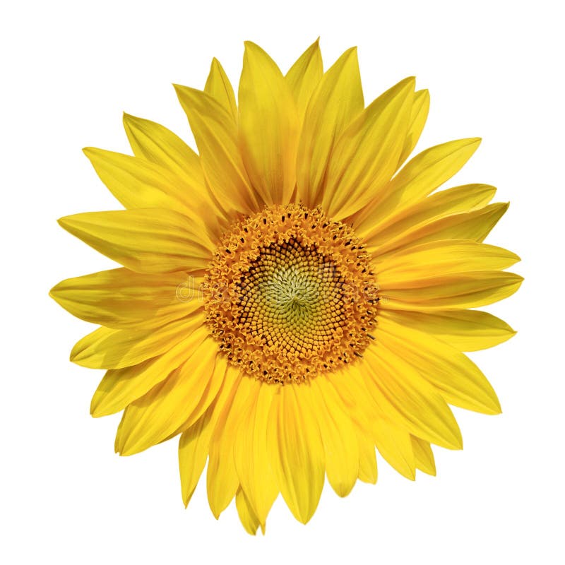 Yellow Sunflower stock image. Image of organic, environment - 11343517