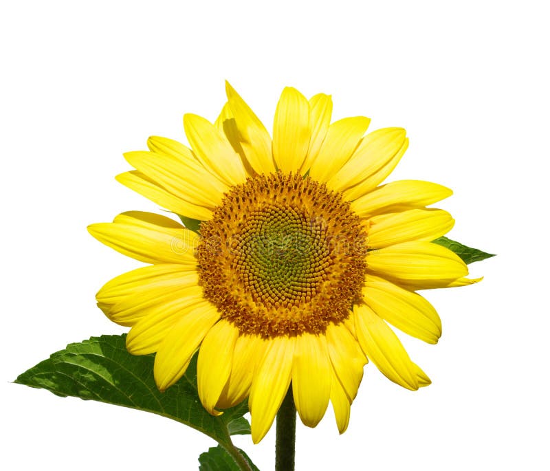 Yellow sunflower stock image. Image of leaf, sunflower - 11541111