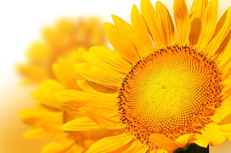 Yellow sunflower stock image. Image of nature, leaves - 21265303