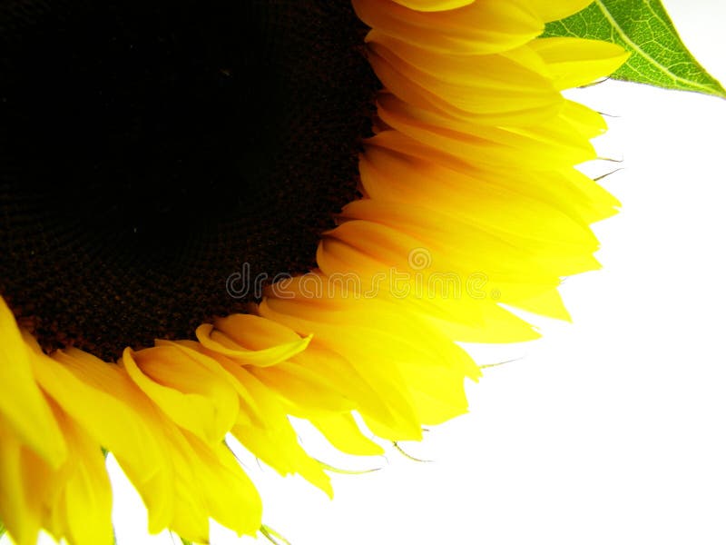 Yellow sunflower stock image. Image of stalk, life, perspective - 3042383