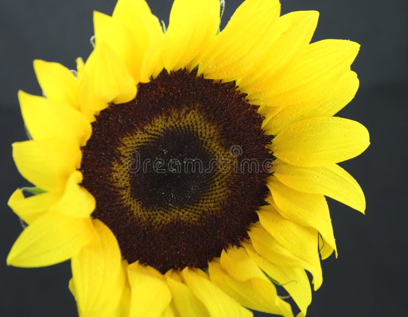 Yellow Sunflower Picture. Image: 4662385